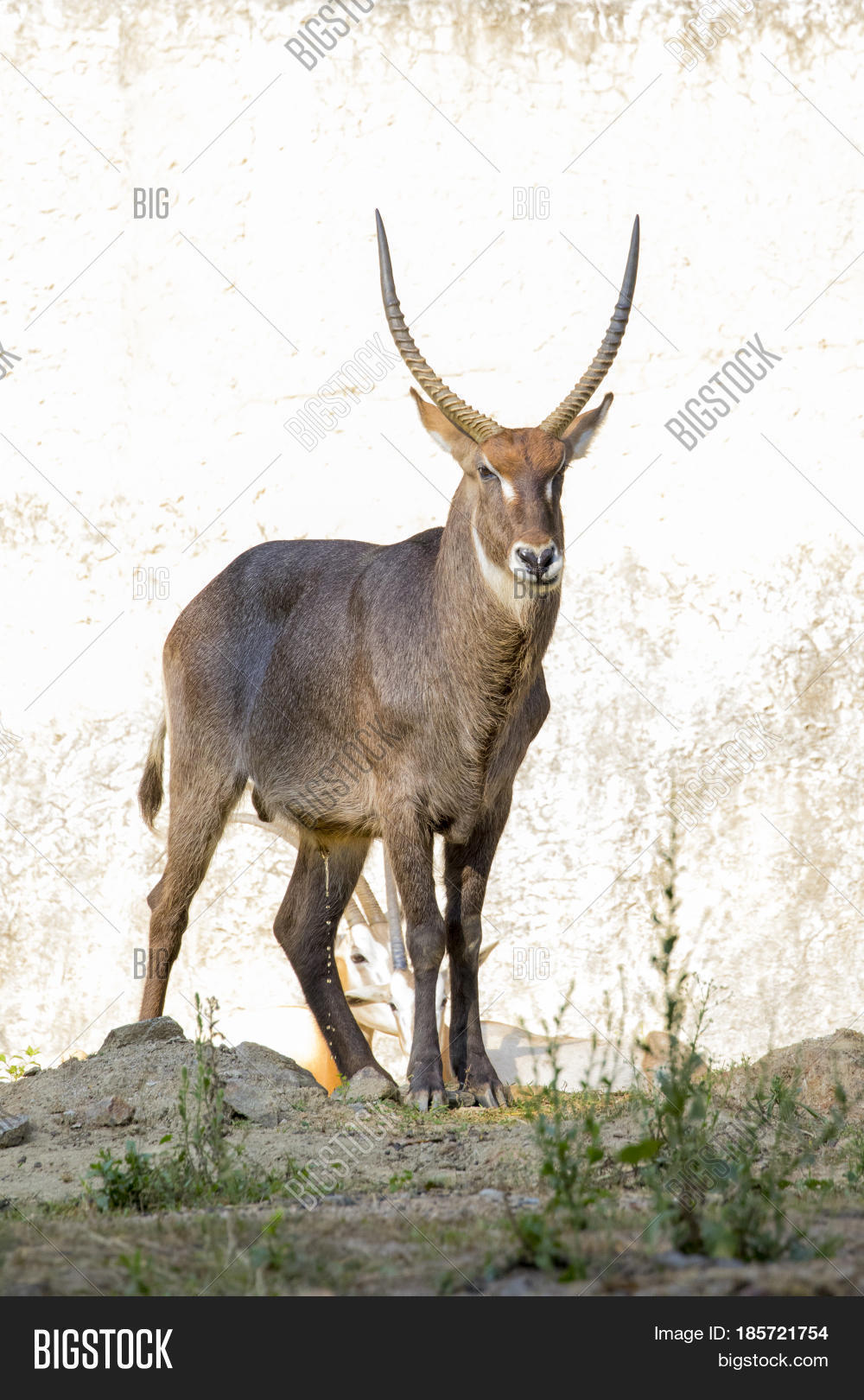 Image Antelope Image & Photo (Free Trial) | Bigstock