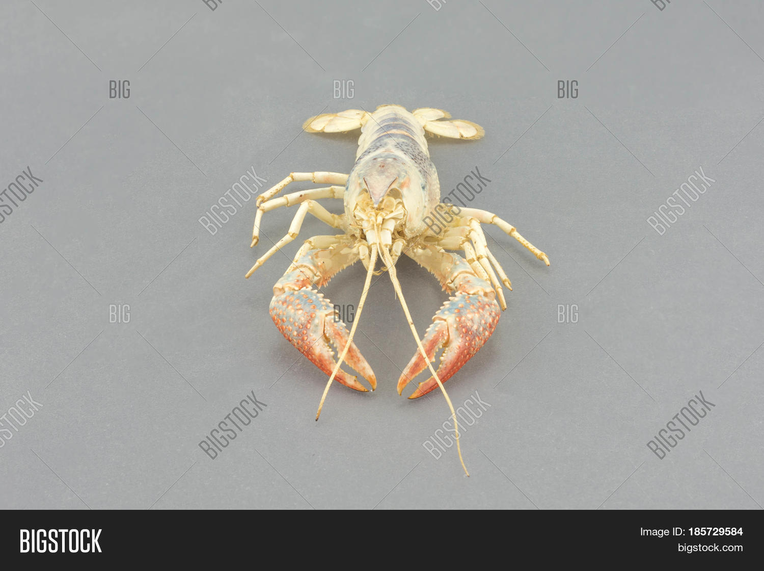 Remains Crayfish Molt Image & Photo (Free Trial) | Bigstock