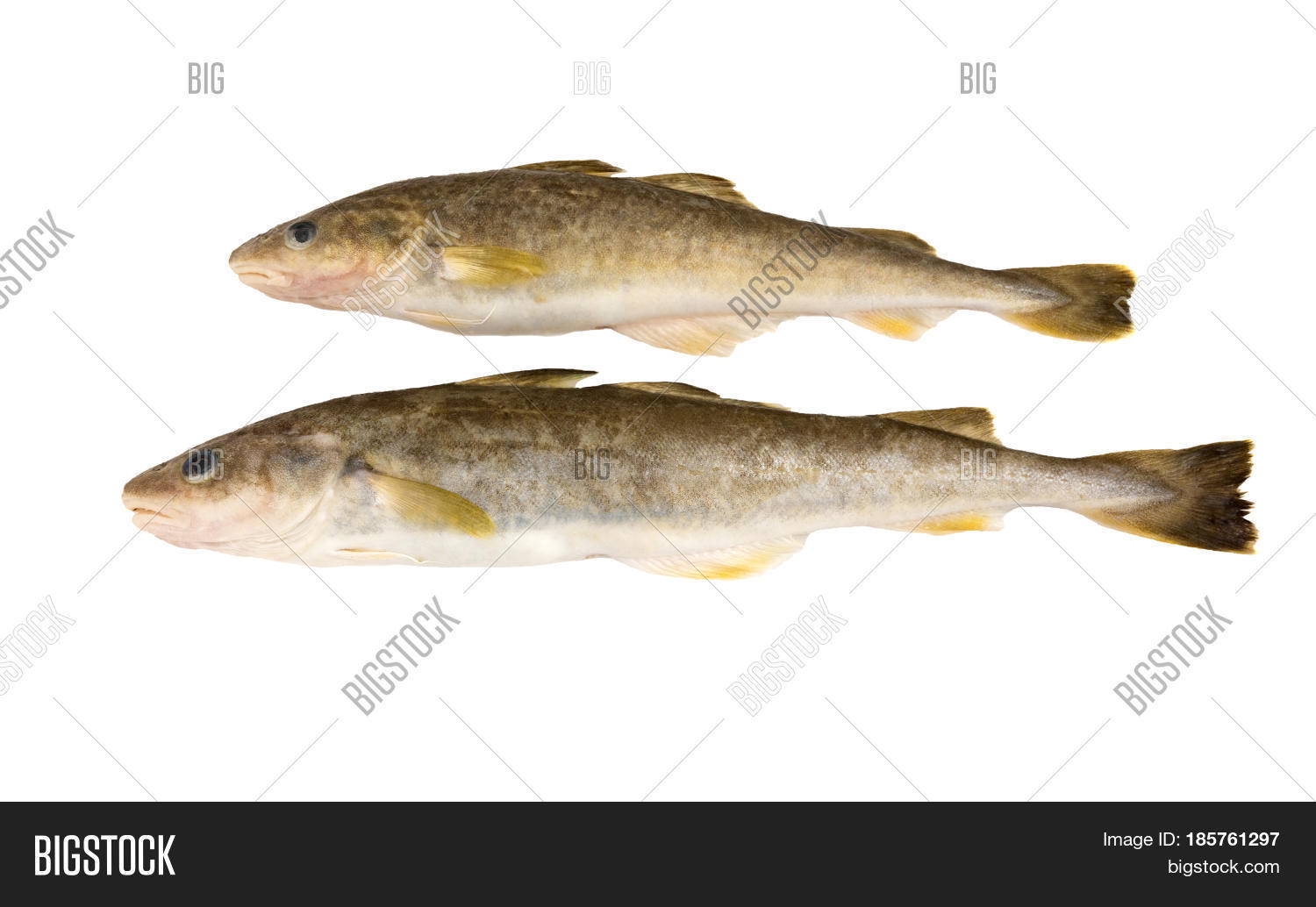 Raw Fish Isolated On Image & Photo (Free Trial) | Bigstock