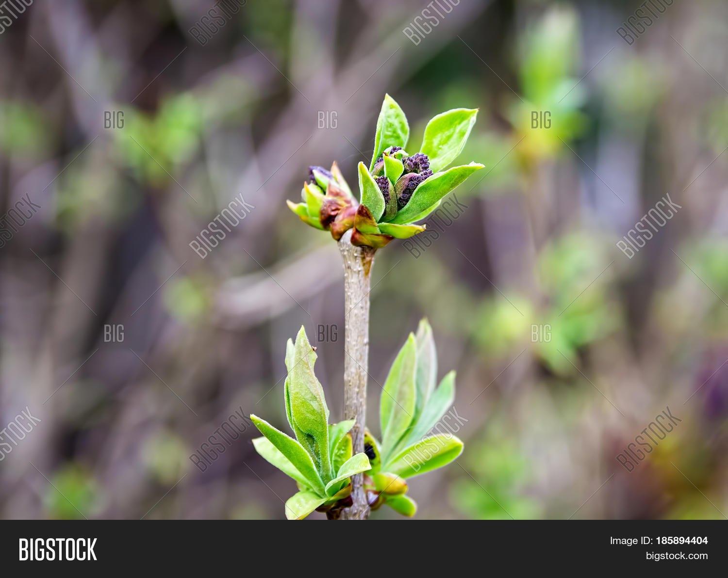 Spring Shoots Lilac. Image & Photo (Free Trial) | Bigstock