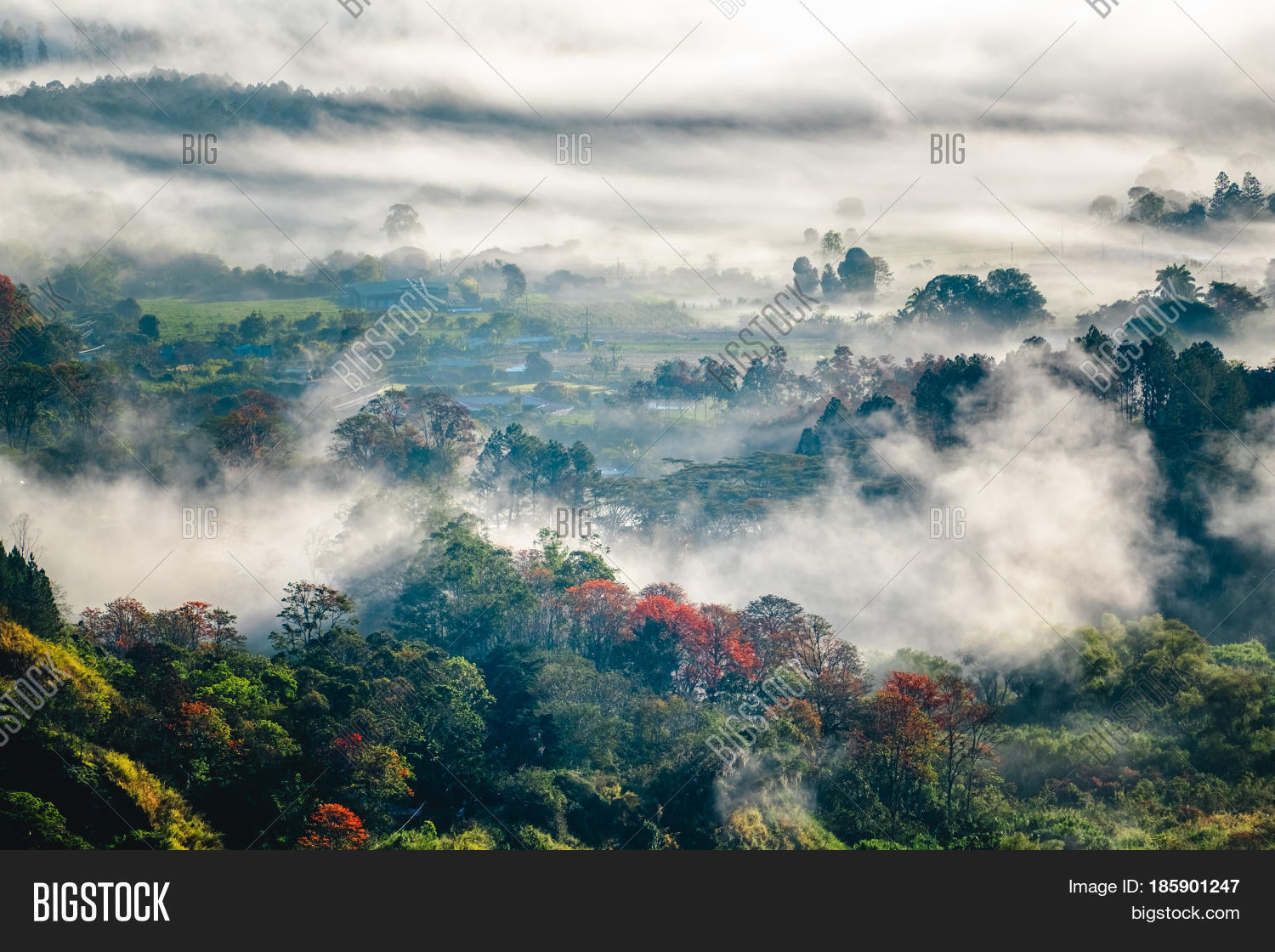 Forest Morning Haze Image & Photo (Free Trial) | Bigstock