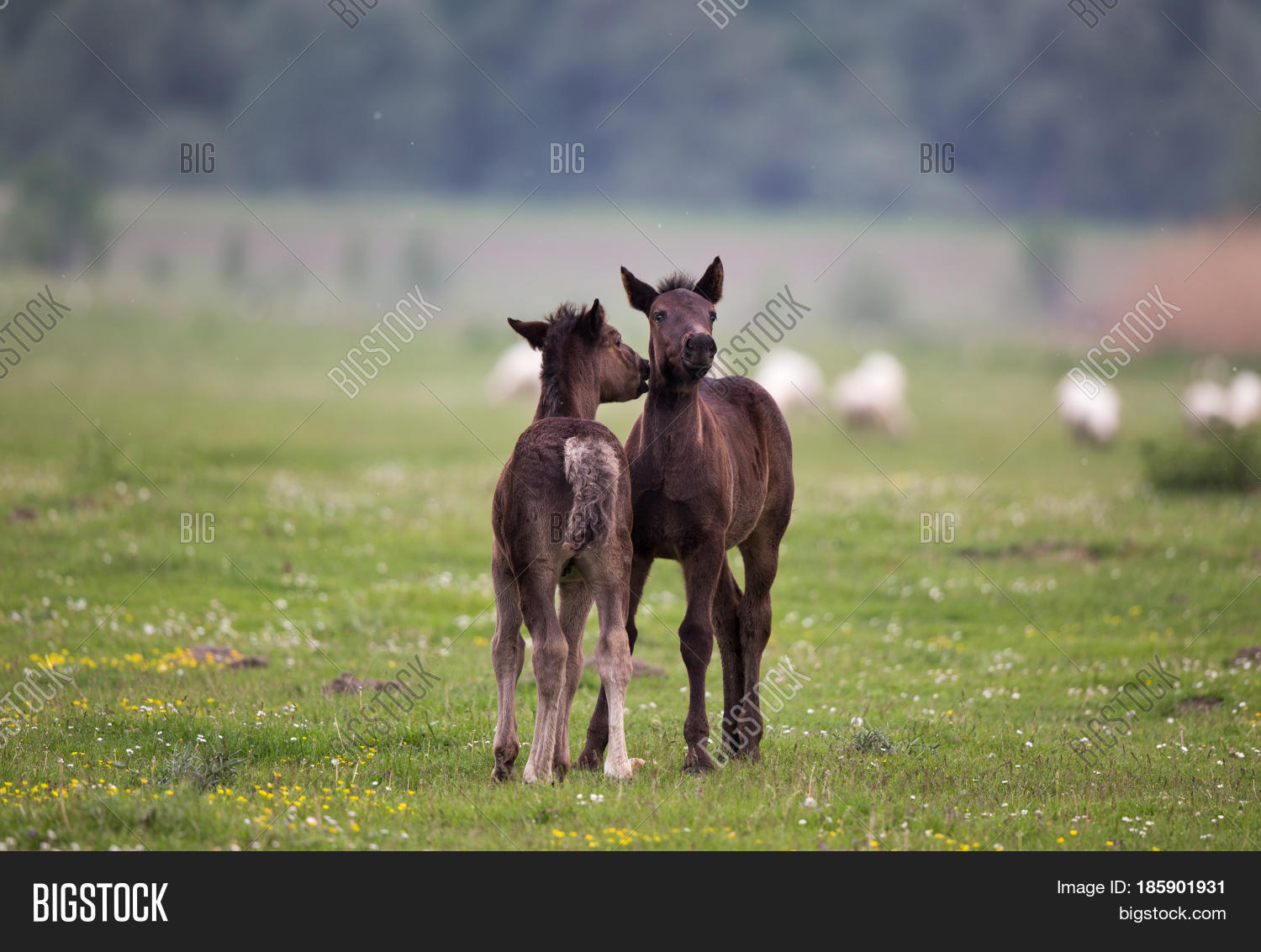 Two Foals Playing On Image & Photo (Free Trial) | Bigstock