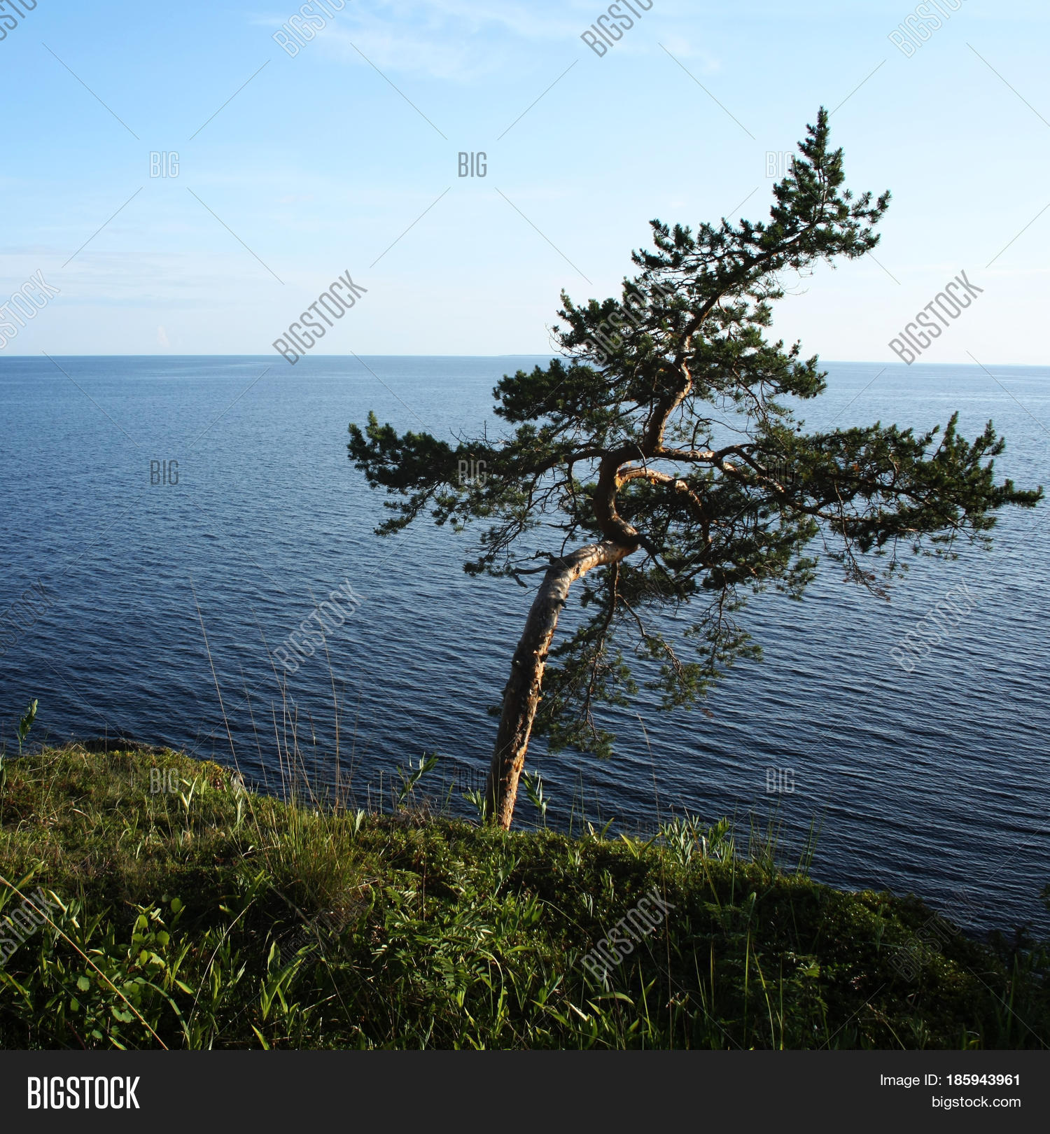 Imagen y foto Pine Tree Inclined (prueba gratis) | Bigstock