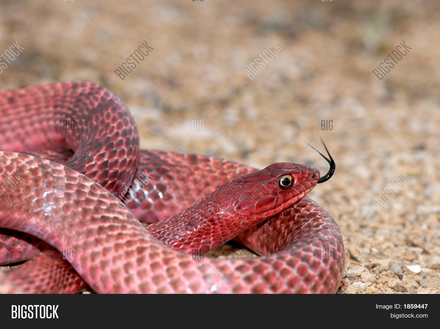 Western Coachwhip Image & Photo (Free Trial) | Bigstock
