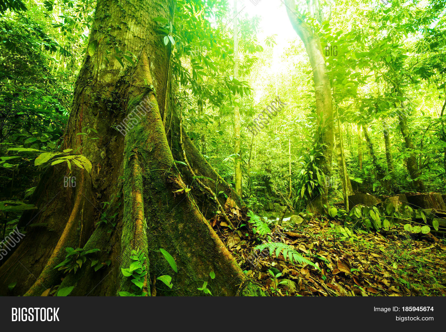 Incredible Tropical Image & Photo (Free Trial) | Bigstock