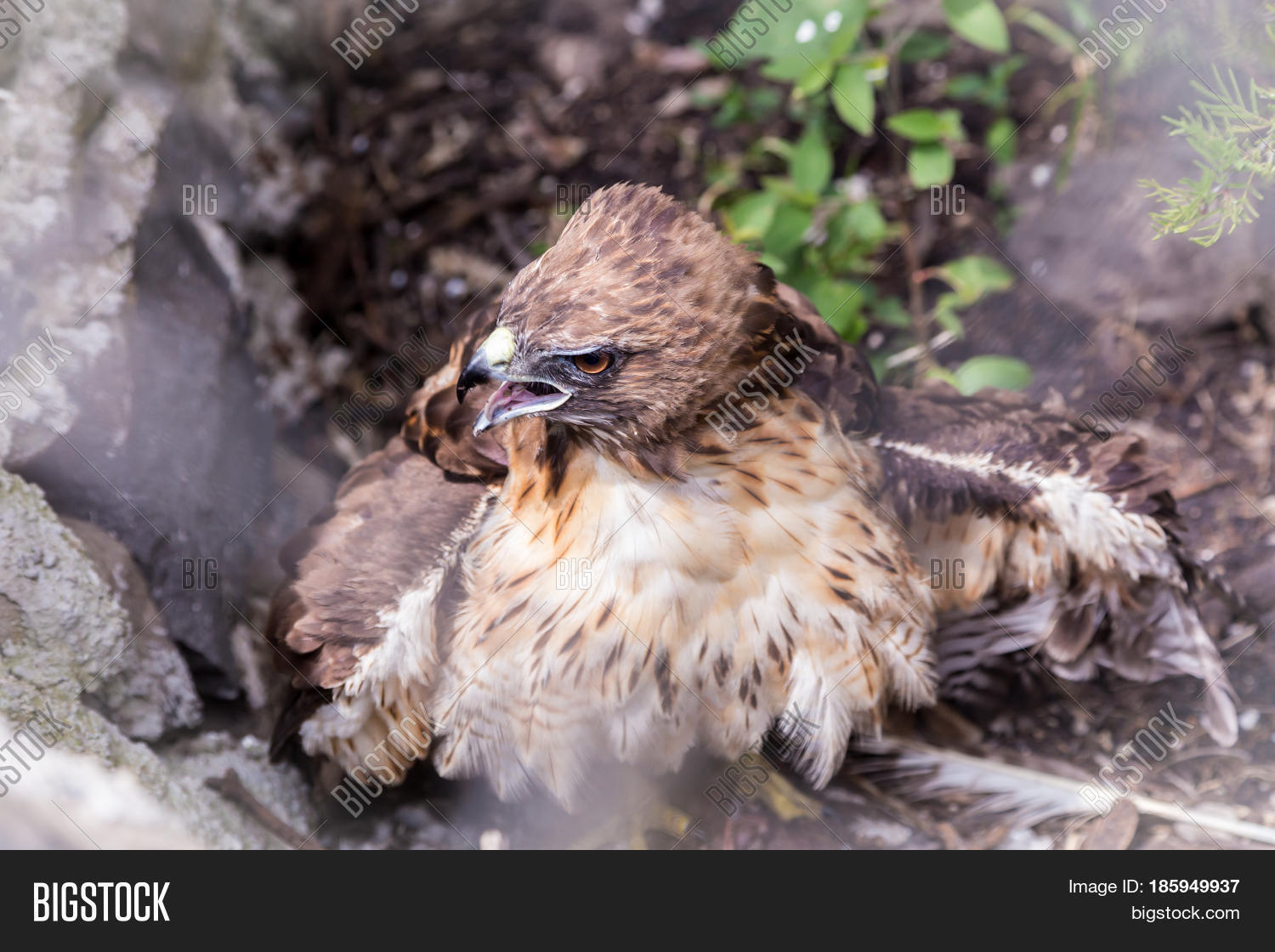 Imagen y foto Red-tailed Hawk (prueba gratis) | Bigstock