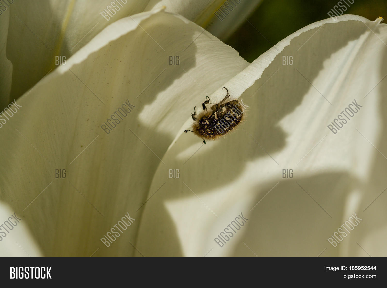 White Tulips Insect On Image & Photo (Free Trial) | Bigstock