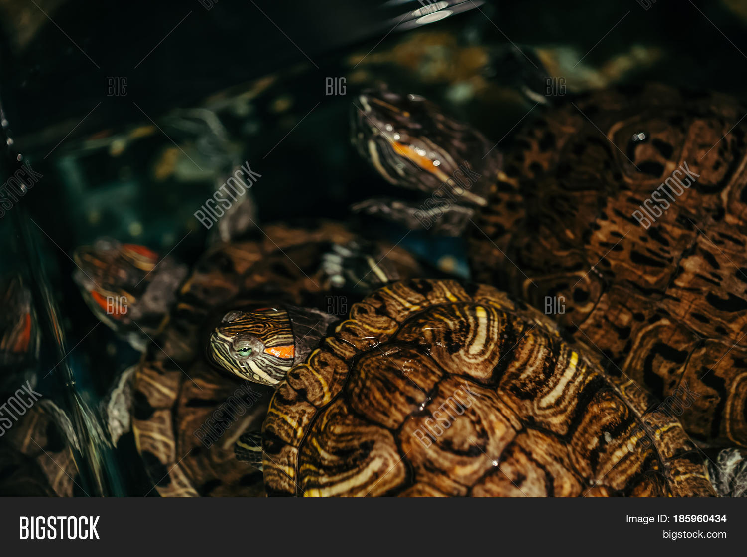 Family Turtles Swim Image & Photo (Free Trial) | Bigstock