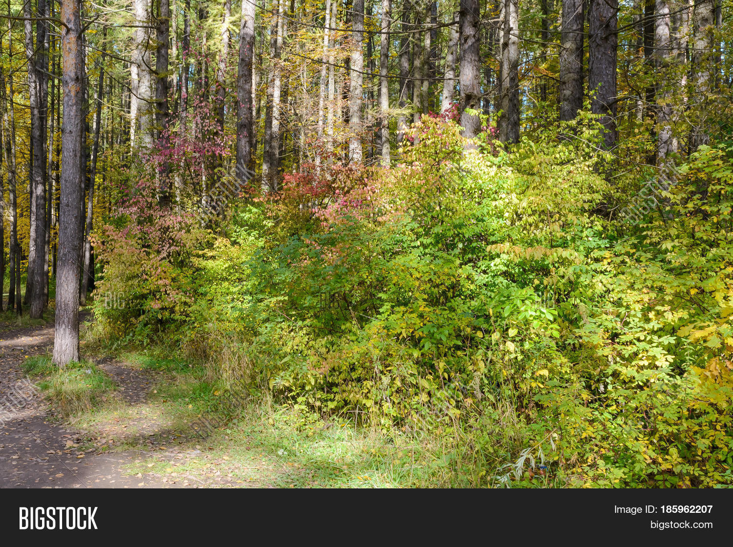 Autumn Early Autumn Image & Photo (Free Trial) | Bigstock