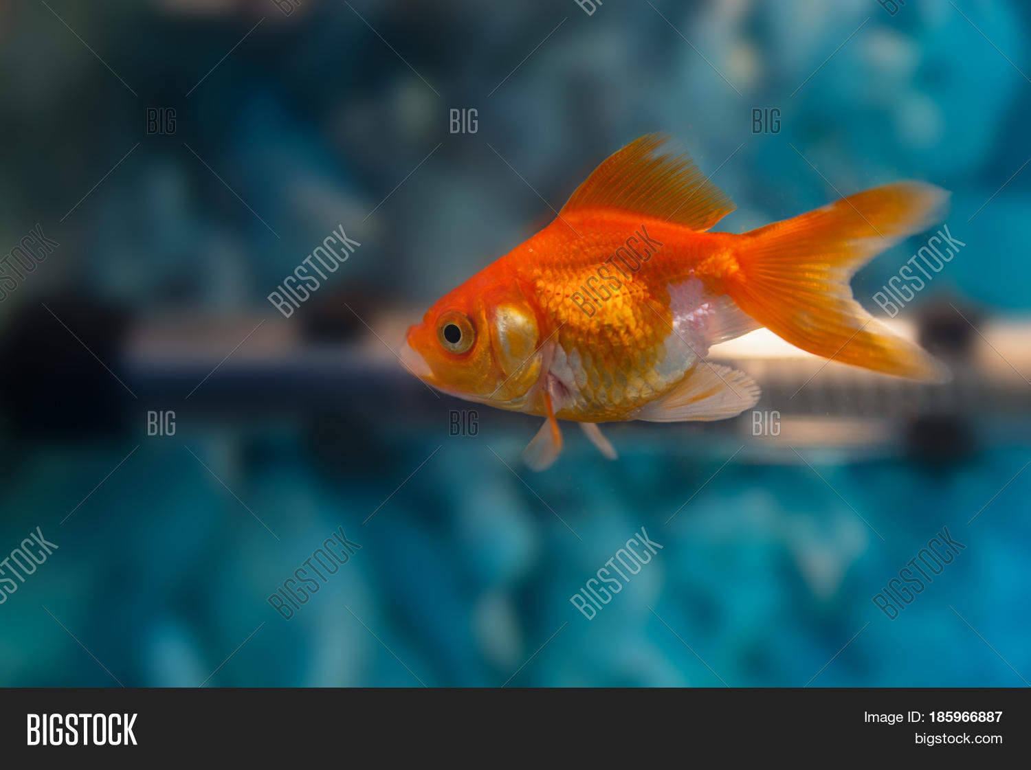 Gold Fish Small Image & Photo (Free Trial) | Bigstock