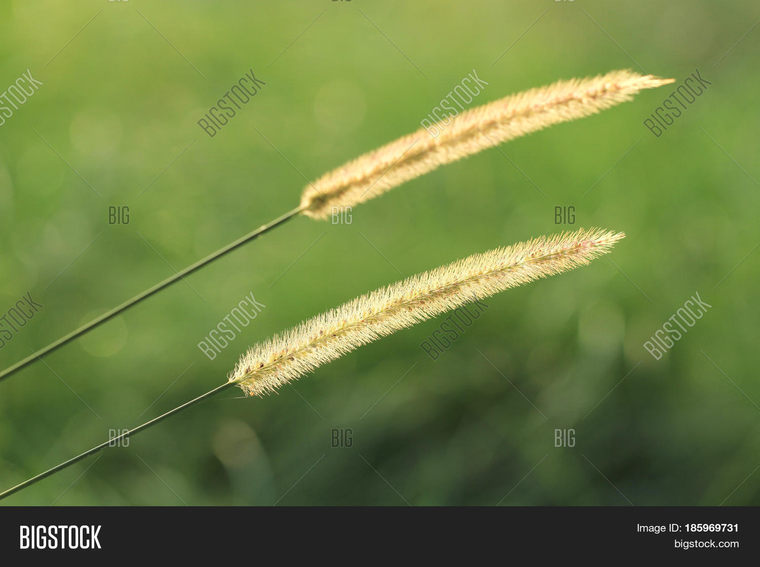 Gramineae Pennisetum Image & Photo (Free Trial) | Bigstock