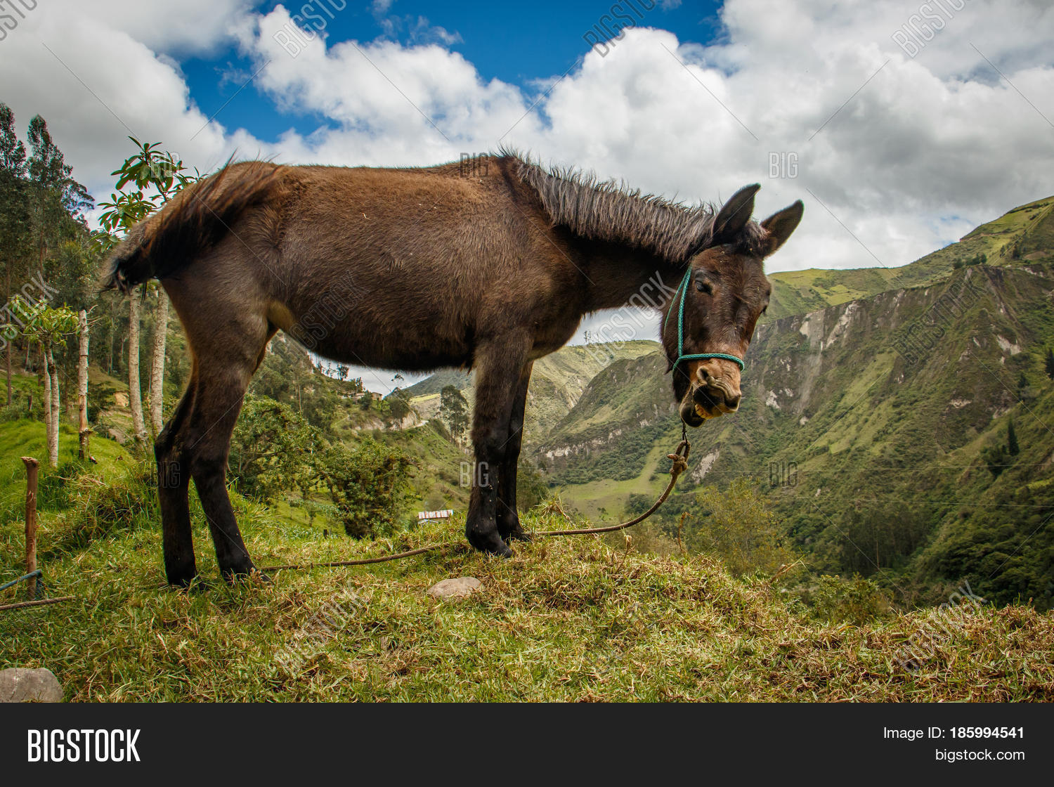 Donkey Above Canyon On Image & Photo (Free Trial) | Bigstock