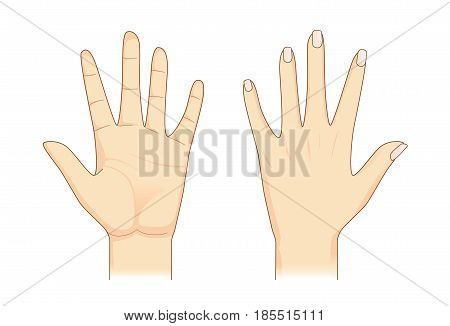 Hand Front Back Side Vector & Photo (Free Trial) | Bigstock