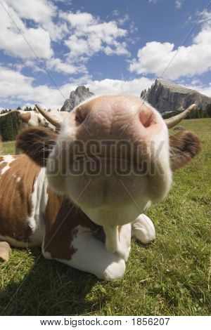 Highland Cow Images, Illustrations & Vectors (Free) - Bigstock
