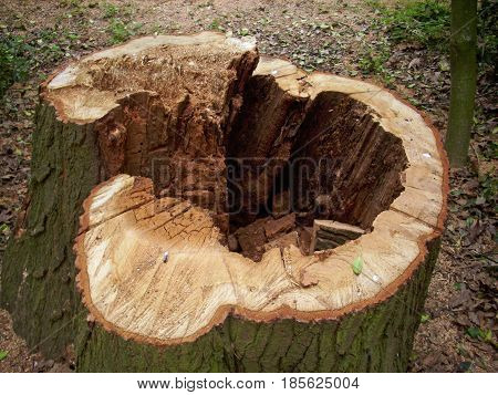 Cut Tree Stump Decay Image & Photo (Free Trial) | Bigstock