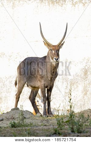 Image Antelope Image & Photo (Free Trial) | Bigstock