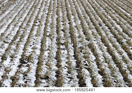 Spring Shoot Crops Has Image & Photo (Free Trial) | Bigstock