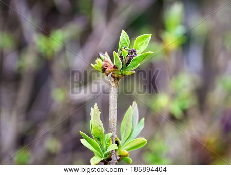 Spring Shoots Lilac. Image & Photo (Free Trial) | Bigstock