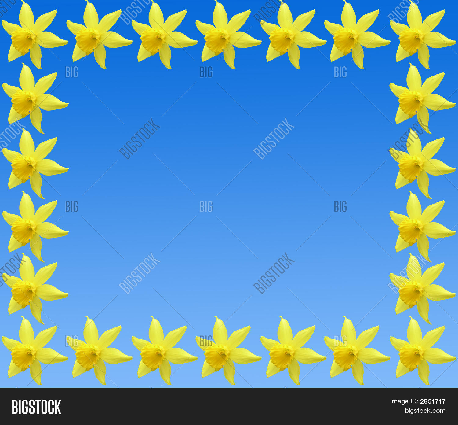 Daffodil Border Image & Photo (Free Trial) | Bigstock