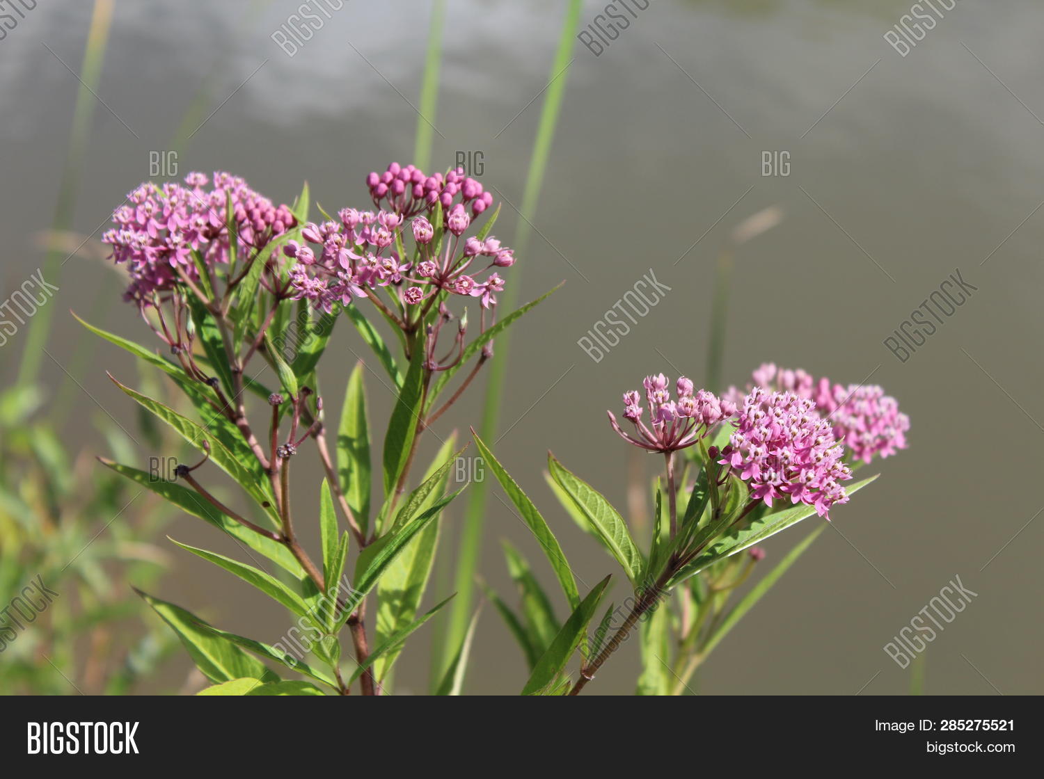 Flowering Milkweed Image & Photo (Free Trial) | Bigstock