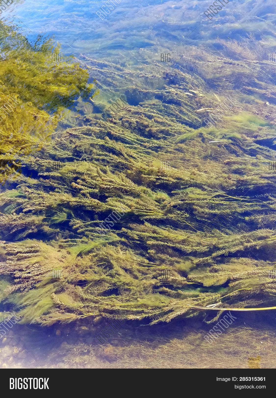 Looking Down Pond Image & Photo (Free Trial) | Bigstock