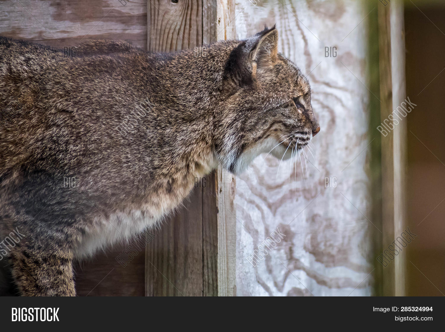 Large Whiskered Face Image & Photo (Free Trial) | Bigstock