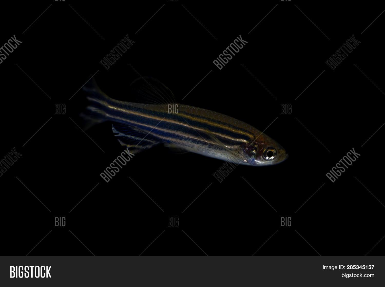 Zebrafish (danio Rerio Image & Photo (Free Trial) | Bigstock