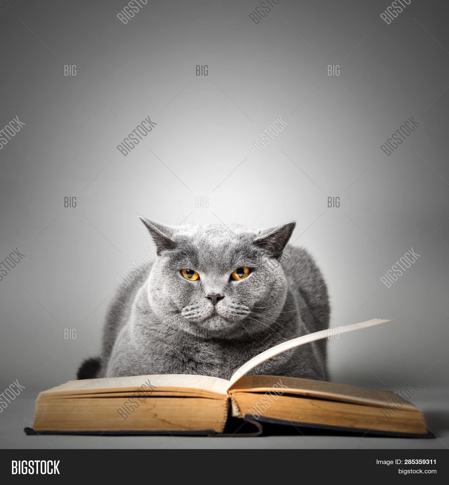 Funny Cat Reading Book Image & Photo (Free Trial) | Bigstock