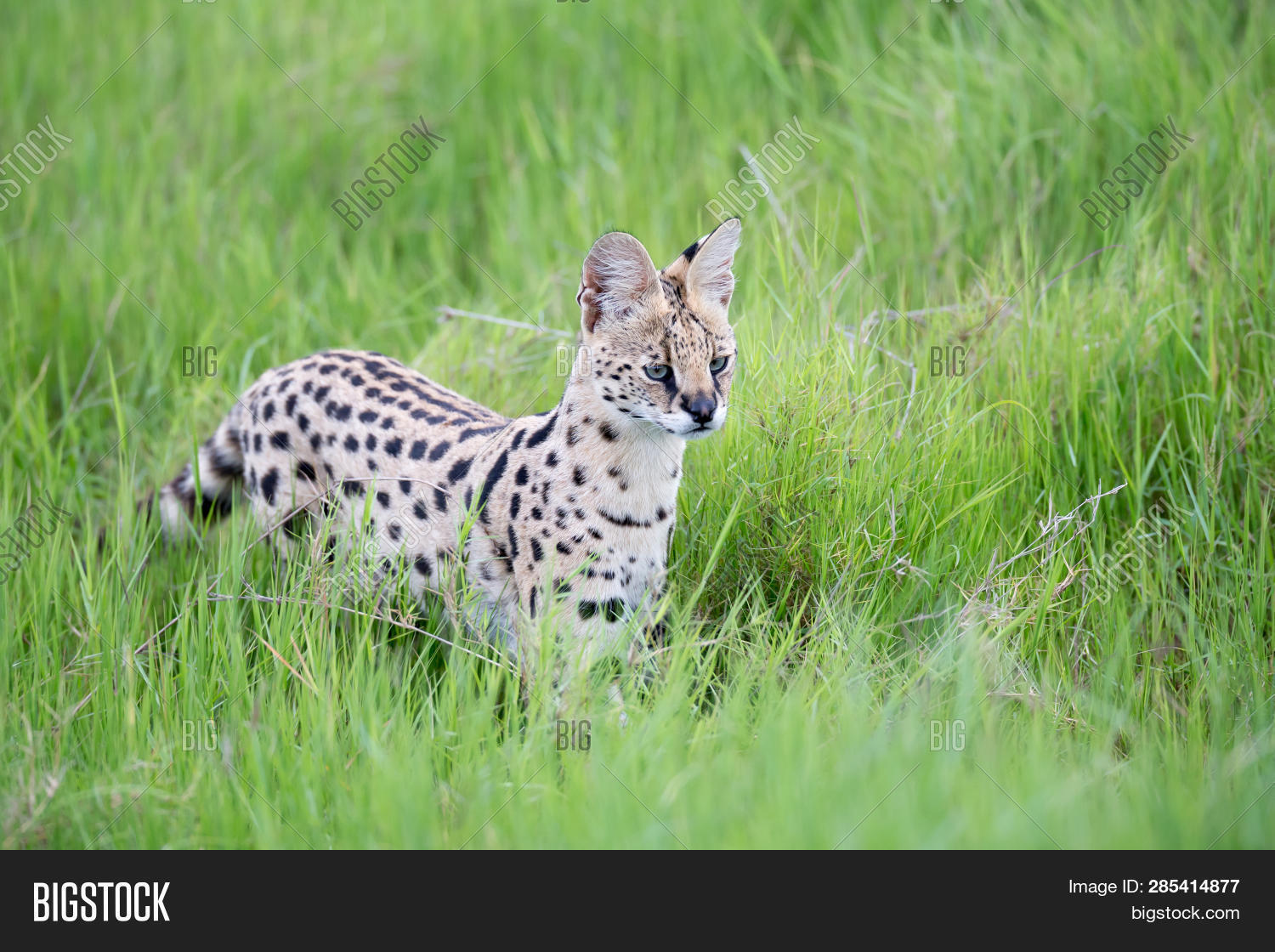 Serval Cat Grassland Image & Photo (Free Trial) | Bigstock