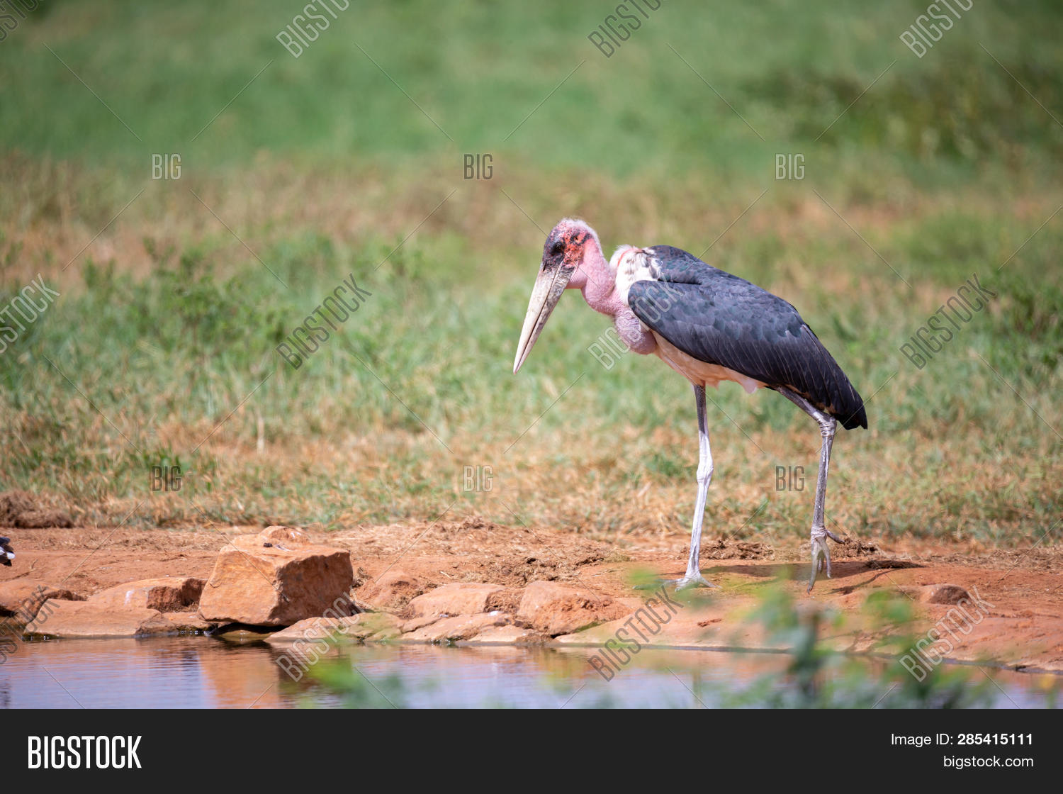 Marabu Bird Standing Image & Photo (Free Trial) | Bigstock