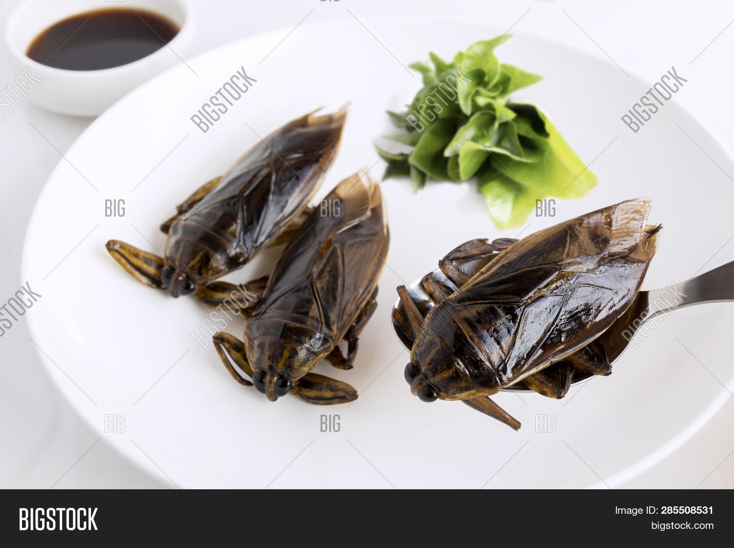 Giant Water Bug Edible Image & Photo (Free Trial) | Bigstock