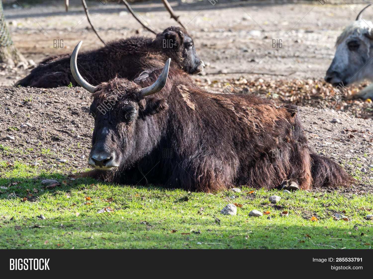 Domestic Yak, Bos Image & Photo (Free Trial) | Bigstock
