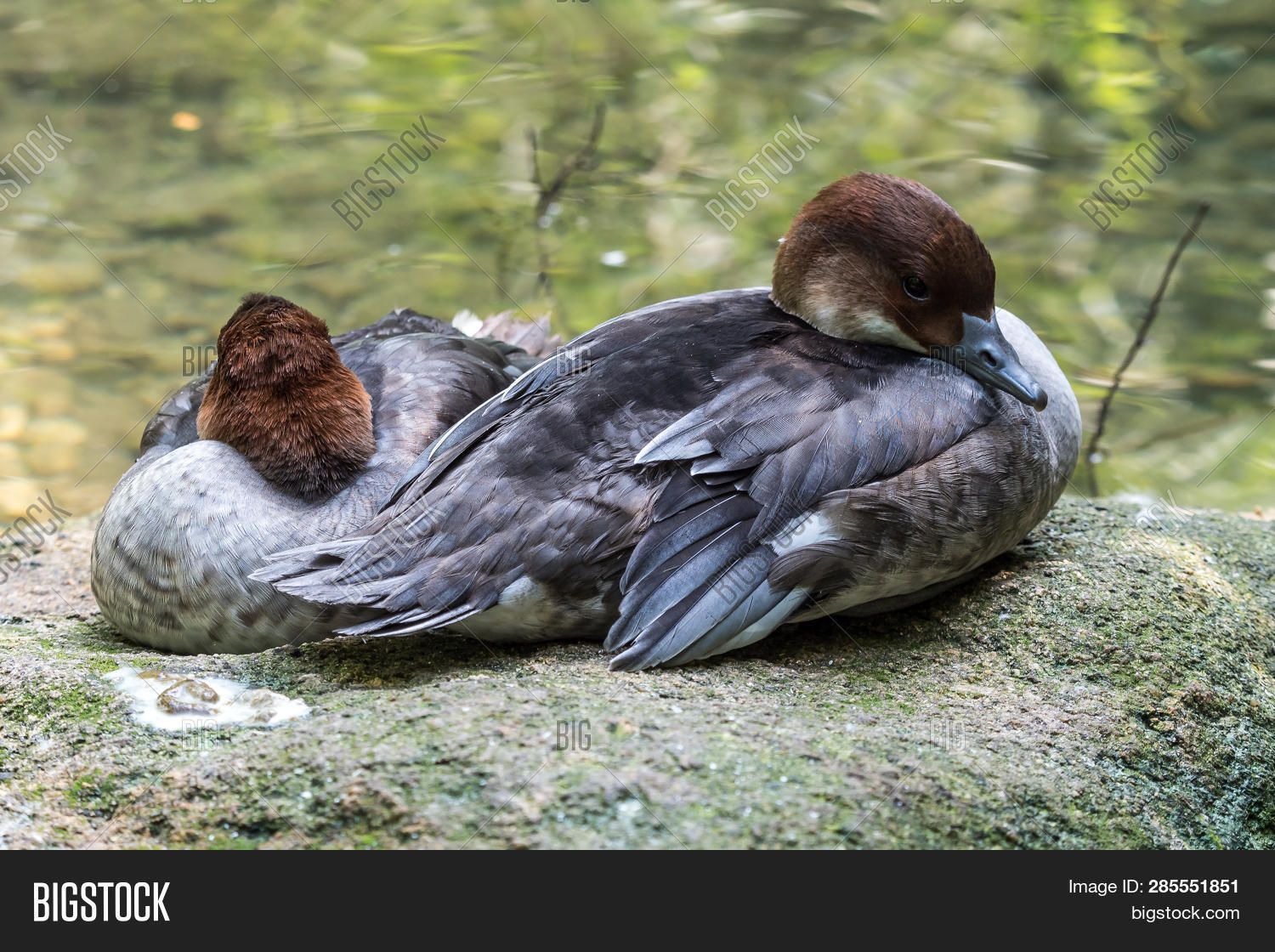 Eurasian Wigeon, Known Image & Photo (Free Trial) | Bigstock