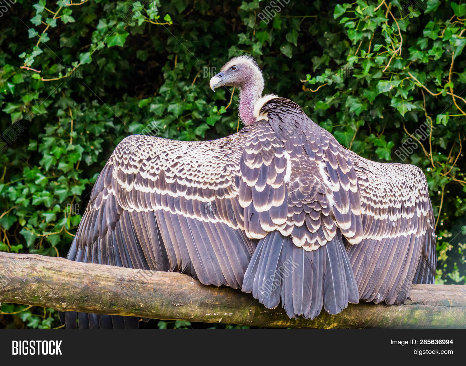 Ruppell's Vulture Image & Photo (Free Trial) | Bigstock