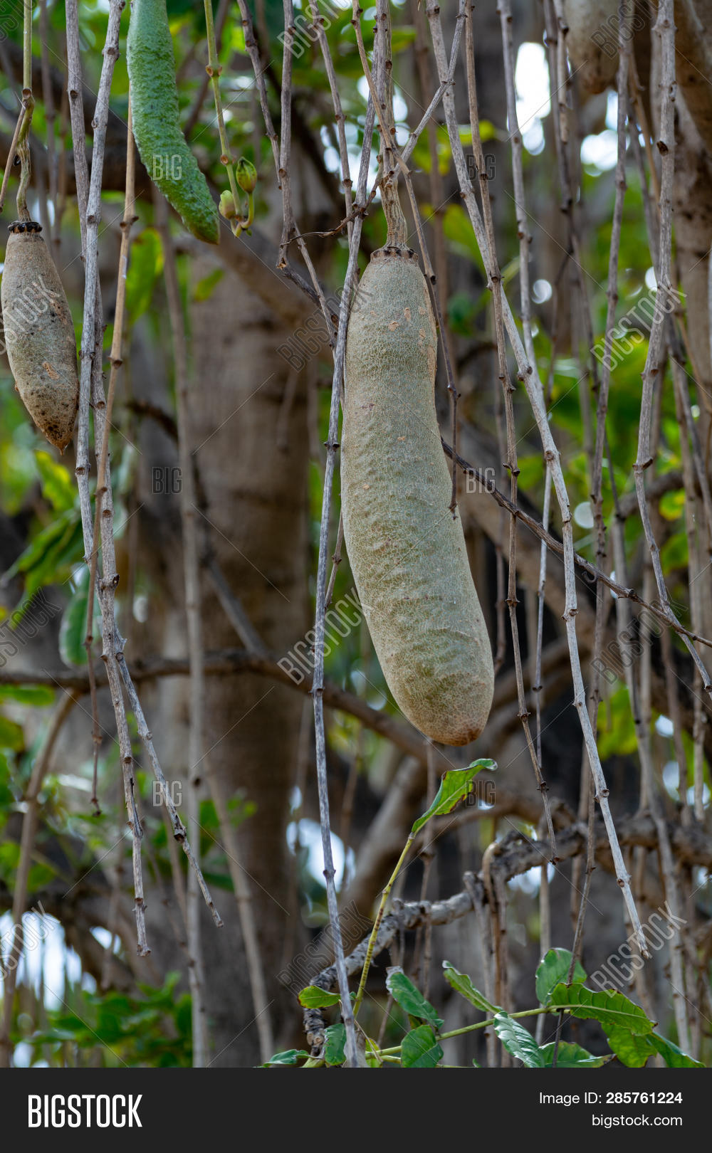 Kigelia Pinnata Image & Photo (Free Trial) | Bigstock