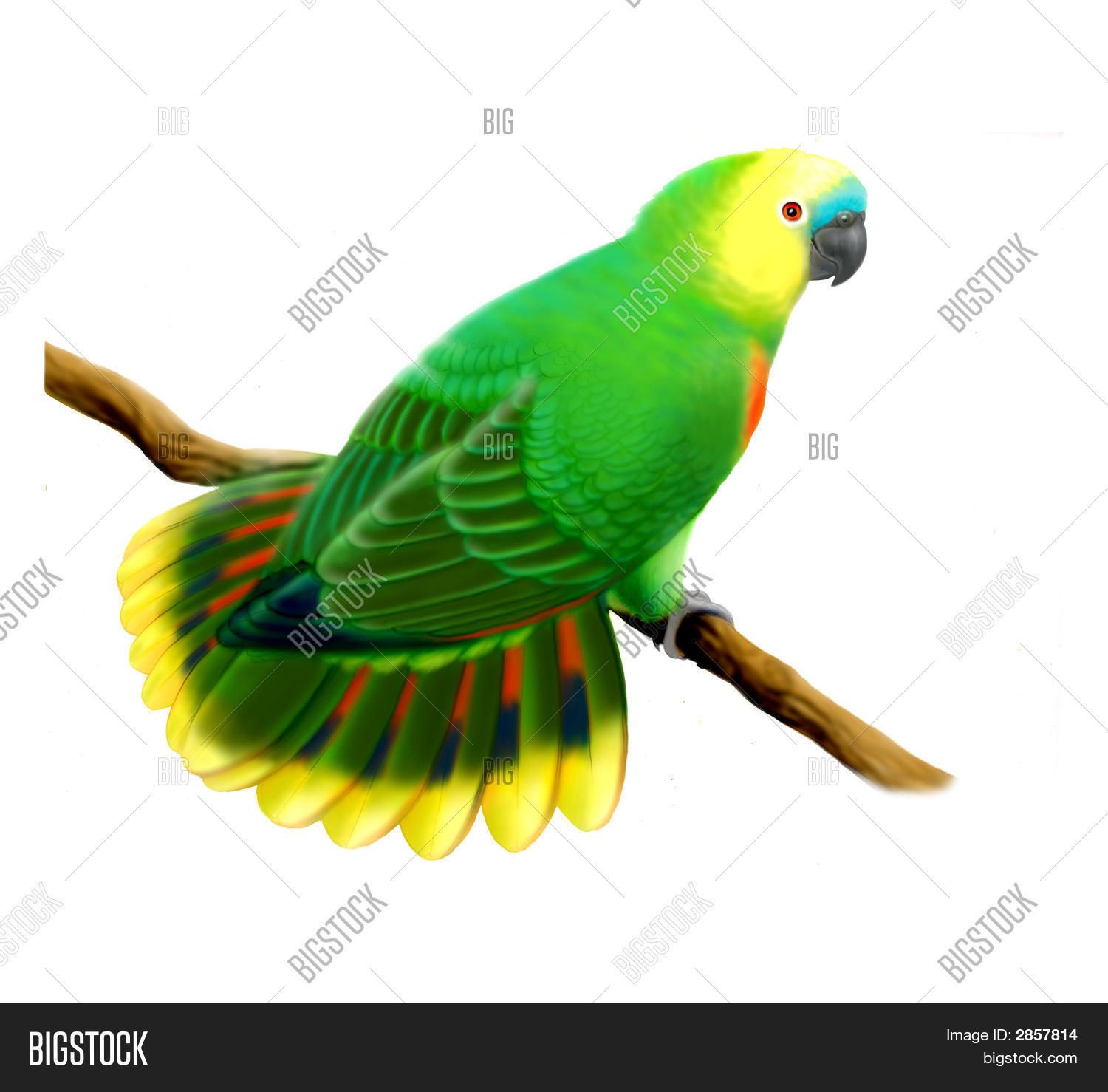 Blue Fronted Amazon Image & Photo (Free Trial) | Bigstock
