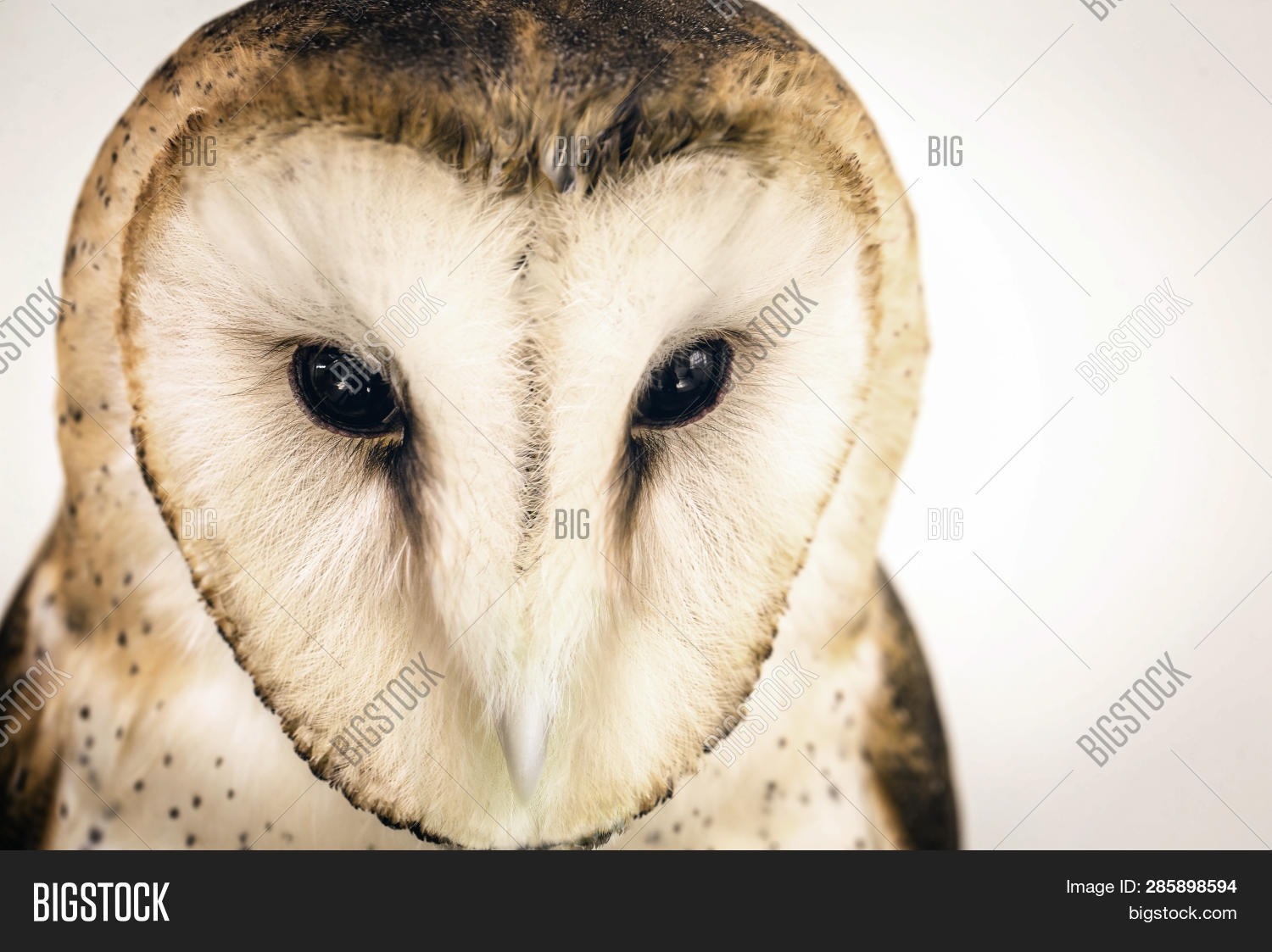 Owl Face High Image & Photo (Free Trial) | Bigstock