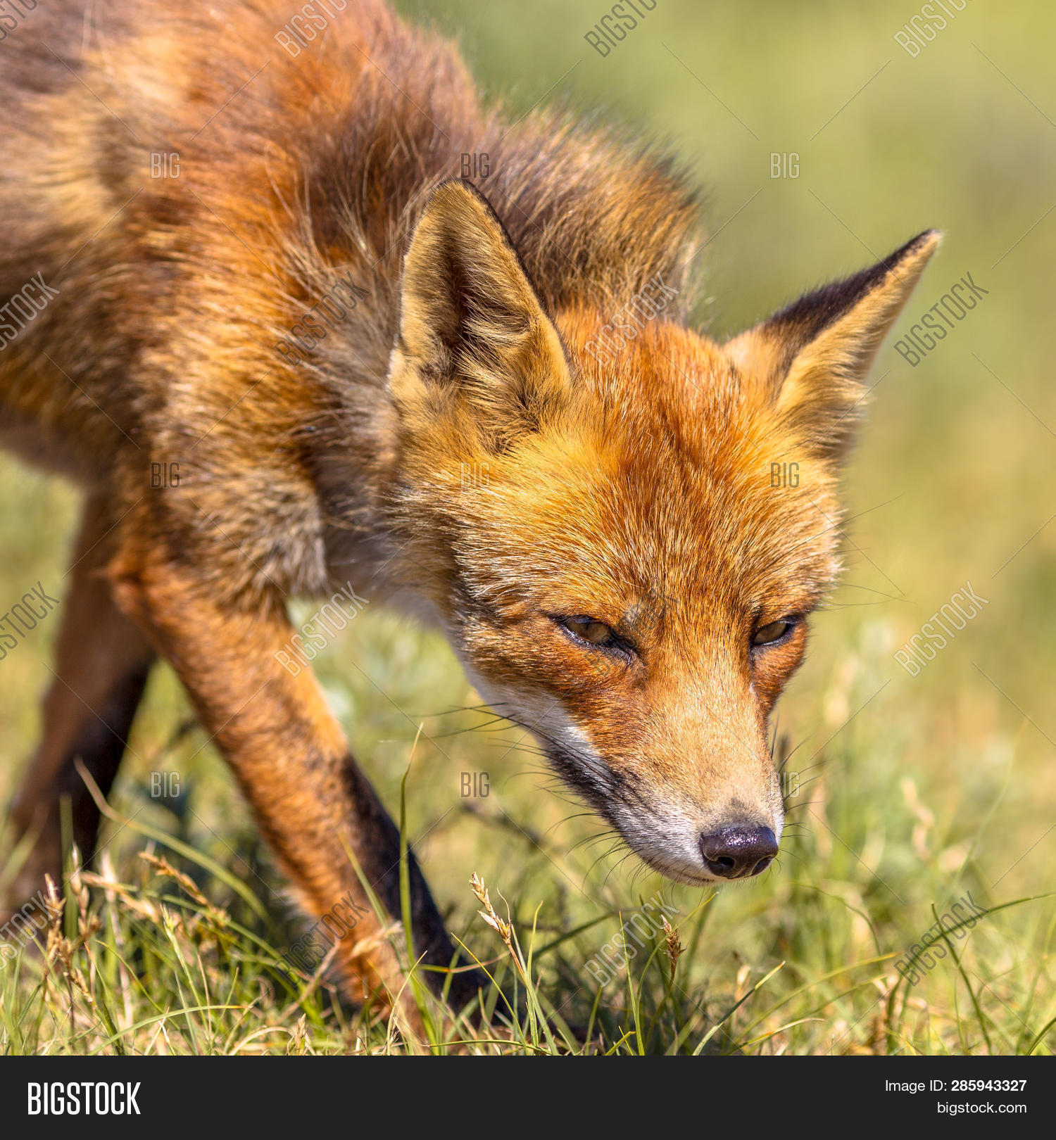 Imagen y foto Red Fox (vulpes (prueba gratis) | Bigstock