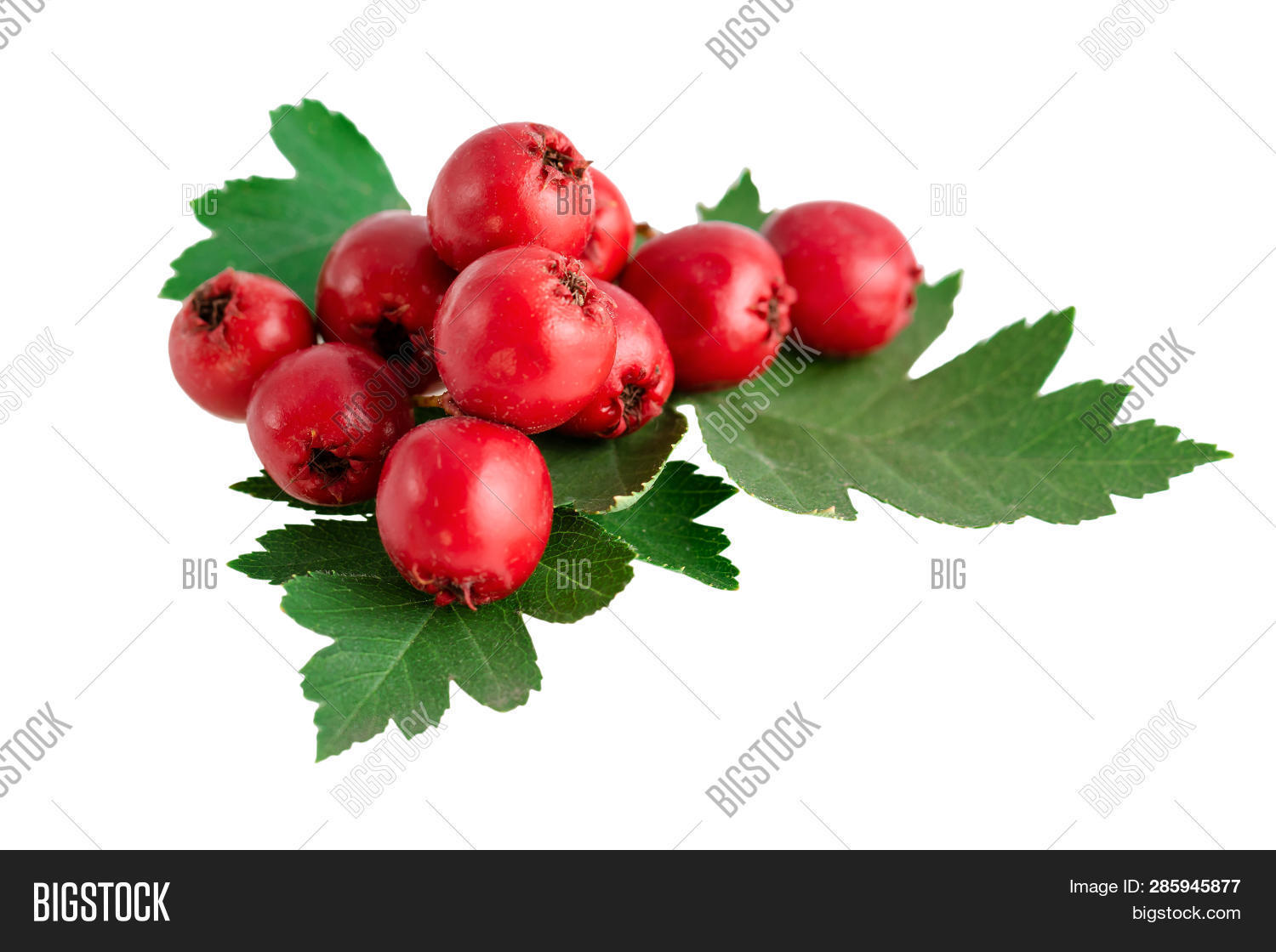 Hawthorn Haws Berries Image & Photo (Free Trial) | Bigstock