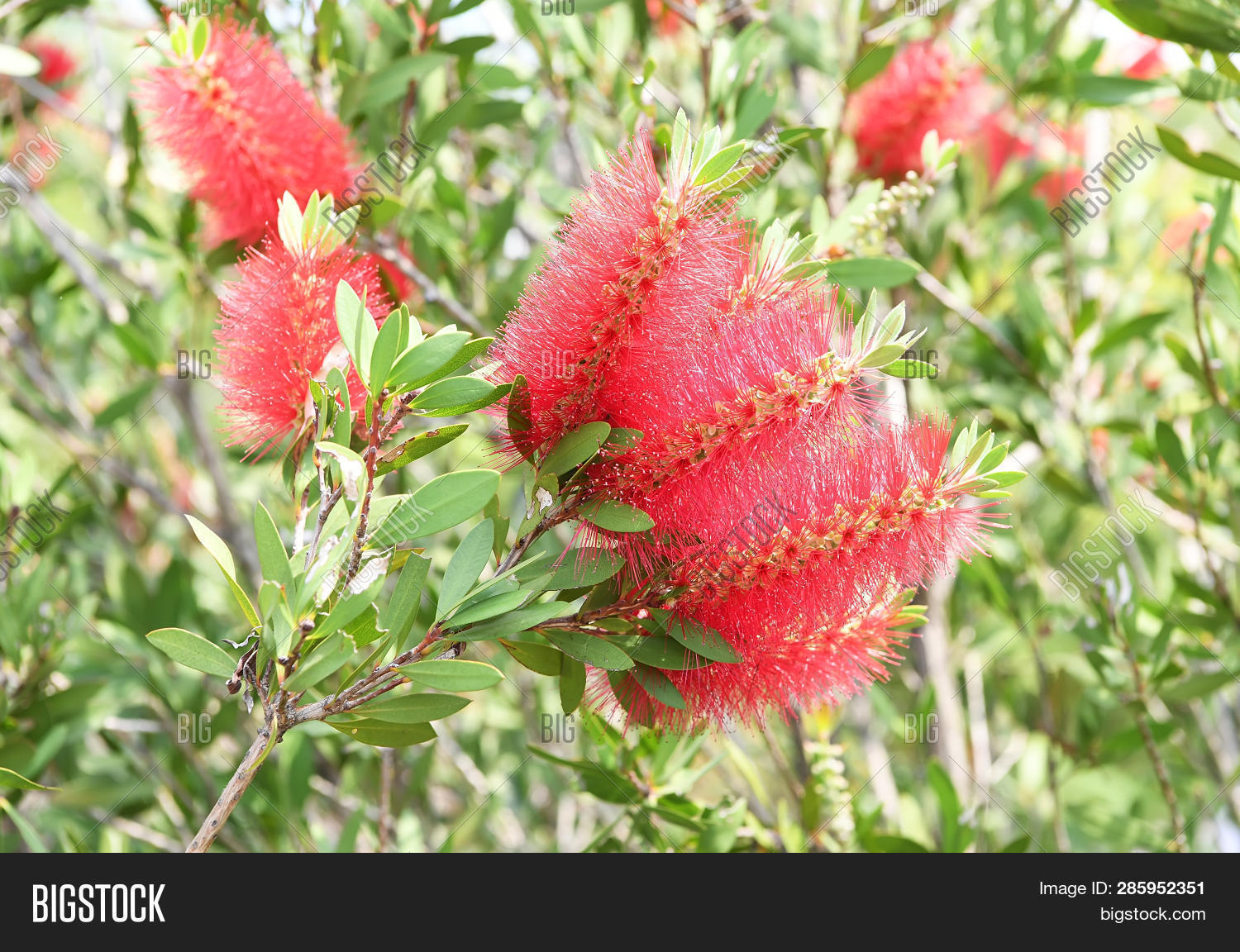 Callistemon Rigidus Image & Photo (Free Trial) | Bigstock