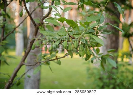 Defloration Images, Illustrations & Vectors (Free) - Bigstock