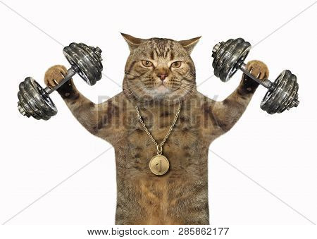 Cat Bodybuilder Sports Image & Photo (Free Trial) | Bigstock