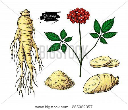 Ginseng Vector Vector & Photo (Free Trial) | Bigstock