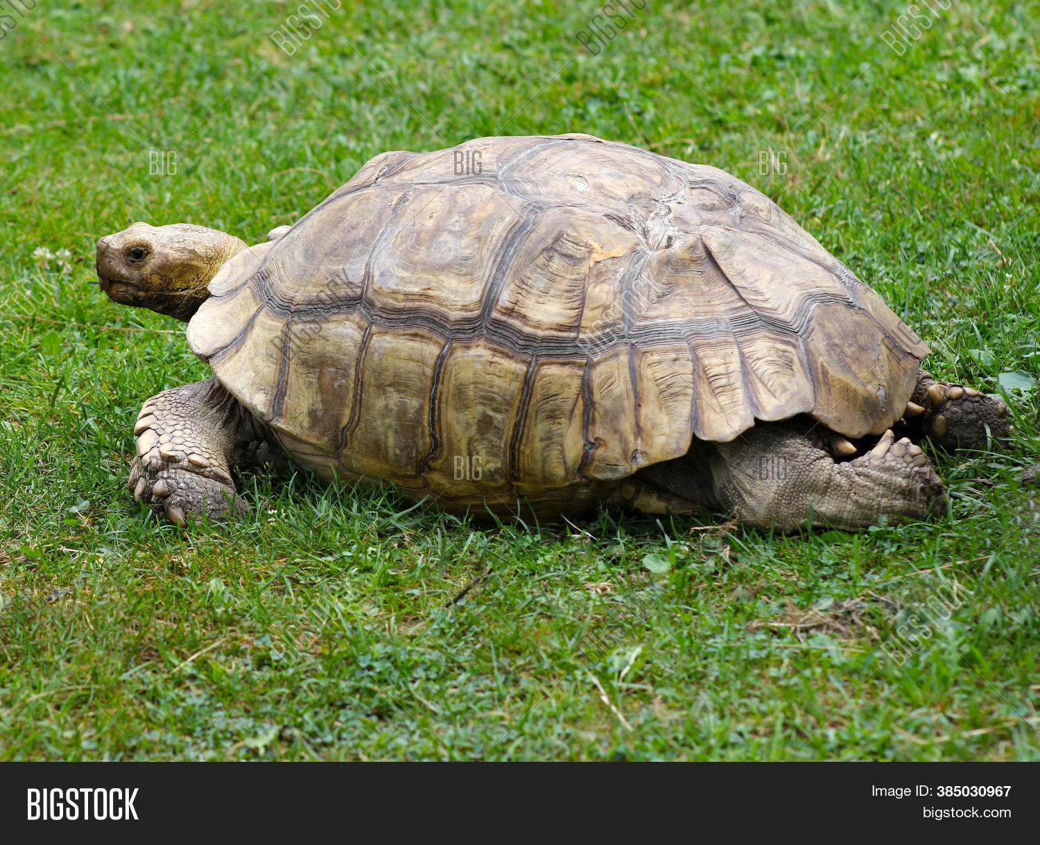 Tortoise Slowly Image & Photo (Free Trial) | Bigstock