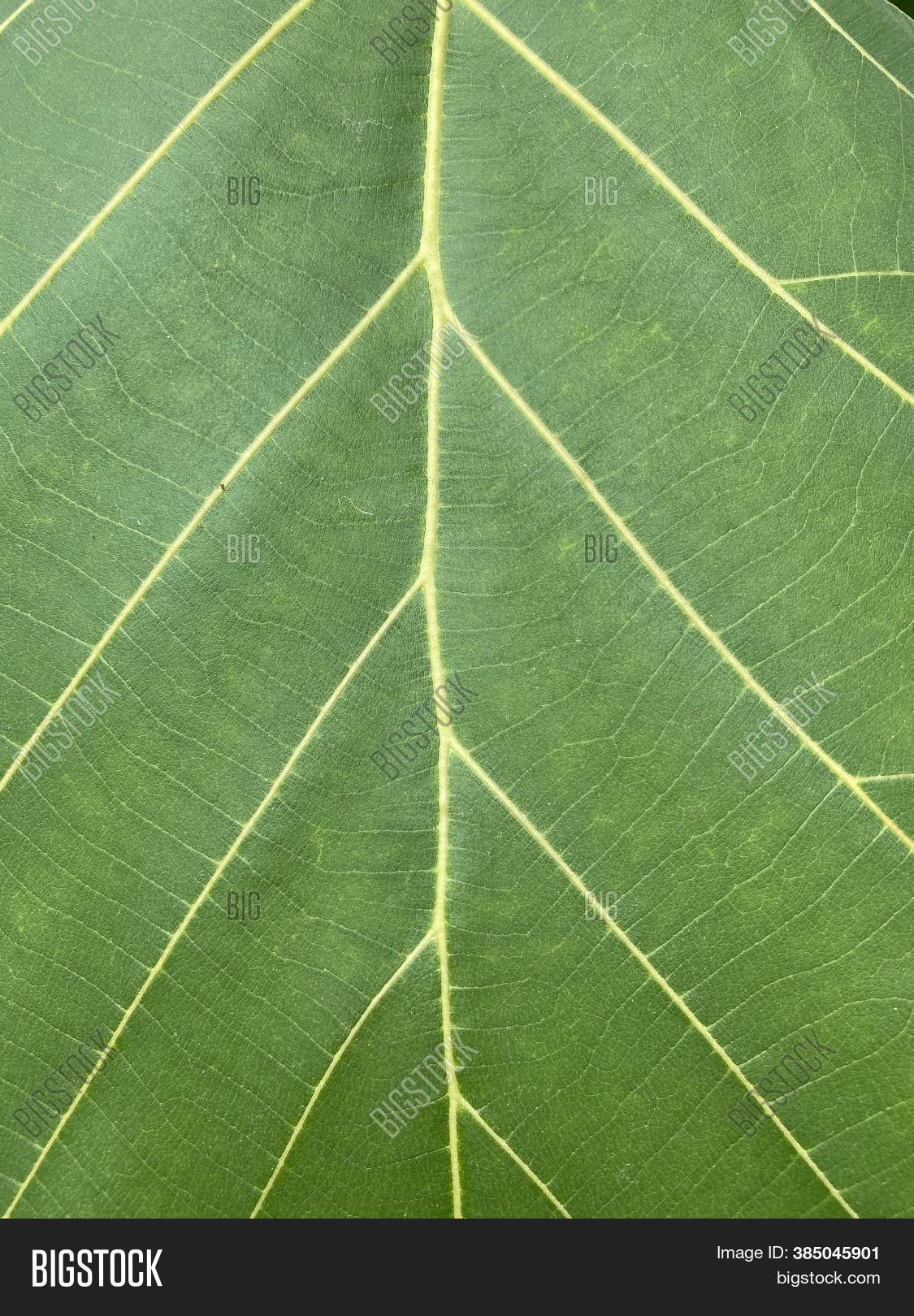 Fresh Green Teak Leaf Image & Photo (Free Trial) | Bigstock