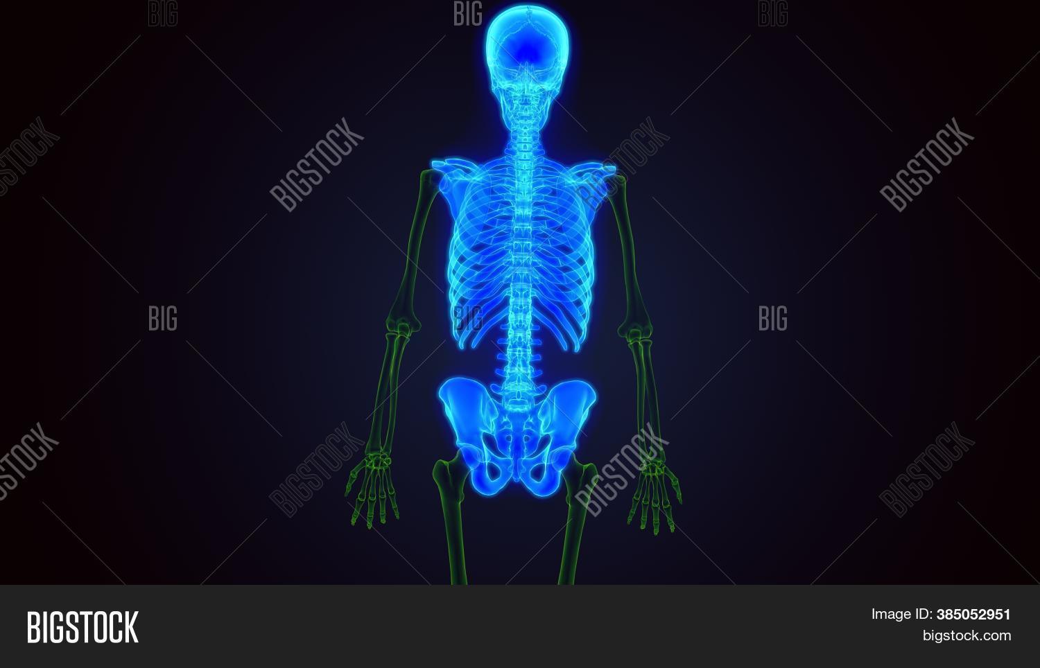 3d Render Human Axial Image & Photo (Free Trial) | Bigstock