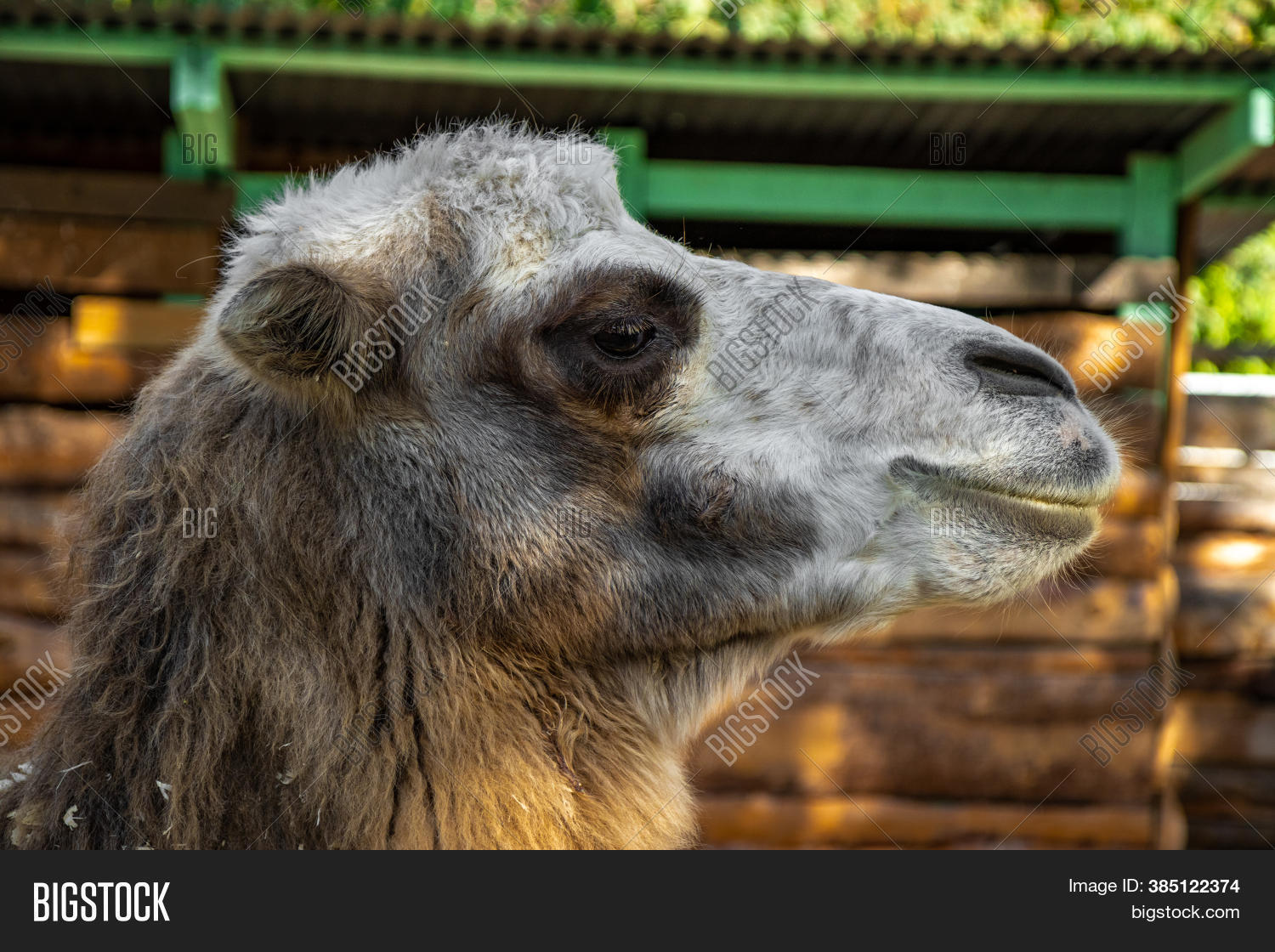 Adult Camel Head Close Image & Photo (Free Trial) | Bigstock