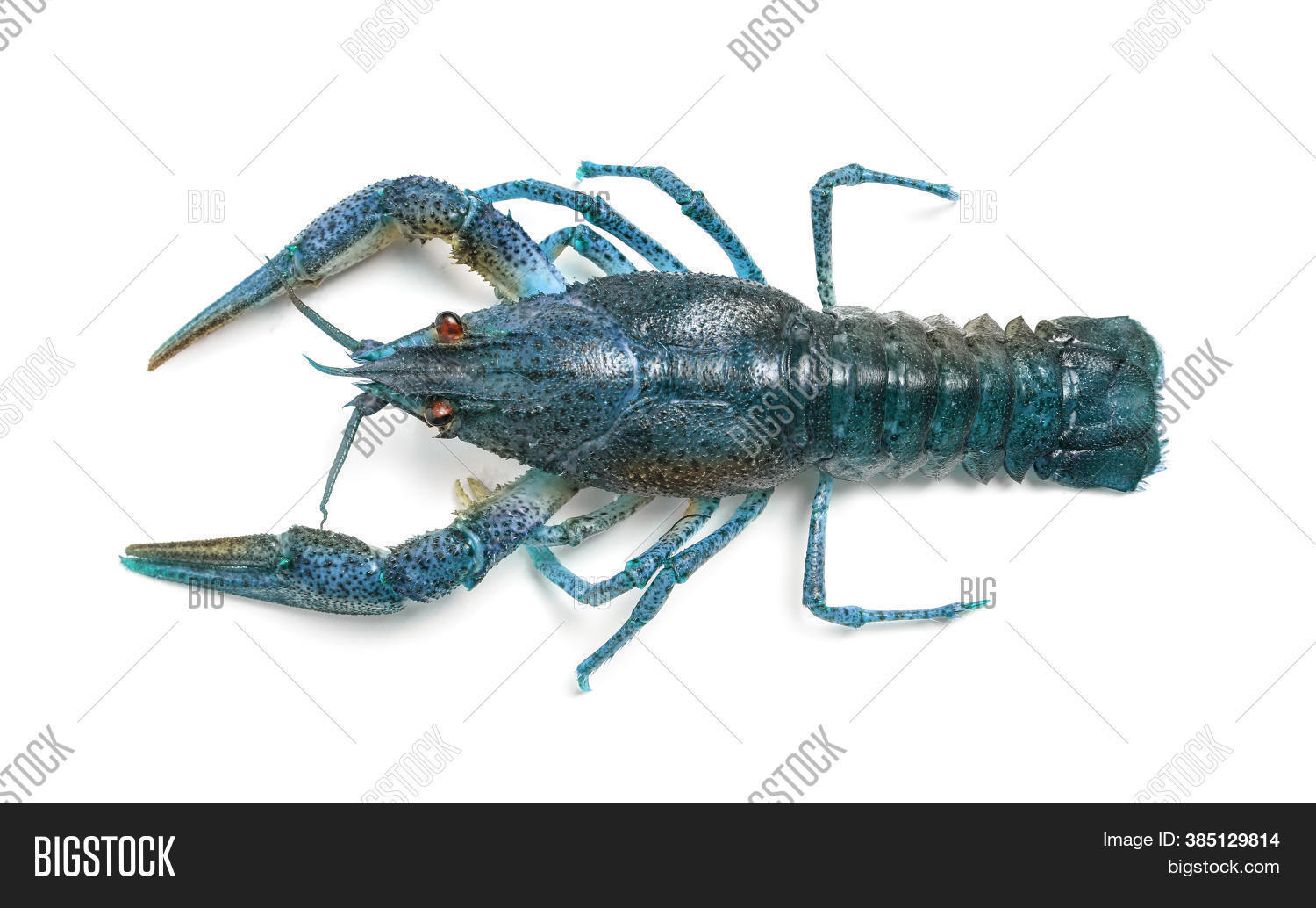 Blue Crayfish Isolated Image & Photo (Free Trial) | Bigstock