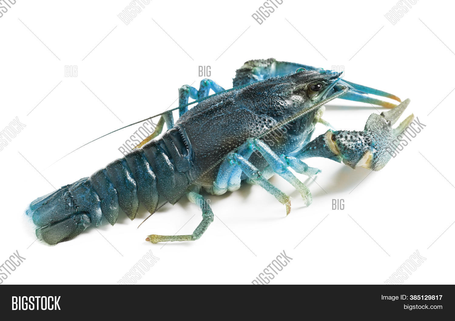Blue Crayfish Isolated Image & Photo (Free Trial) | Bigstock