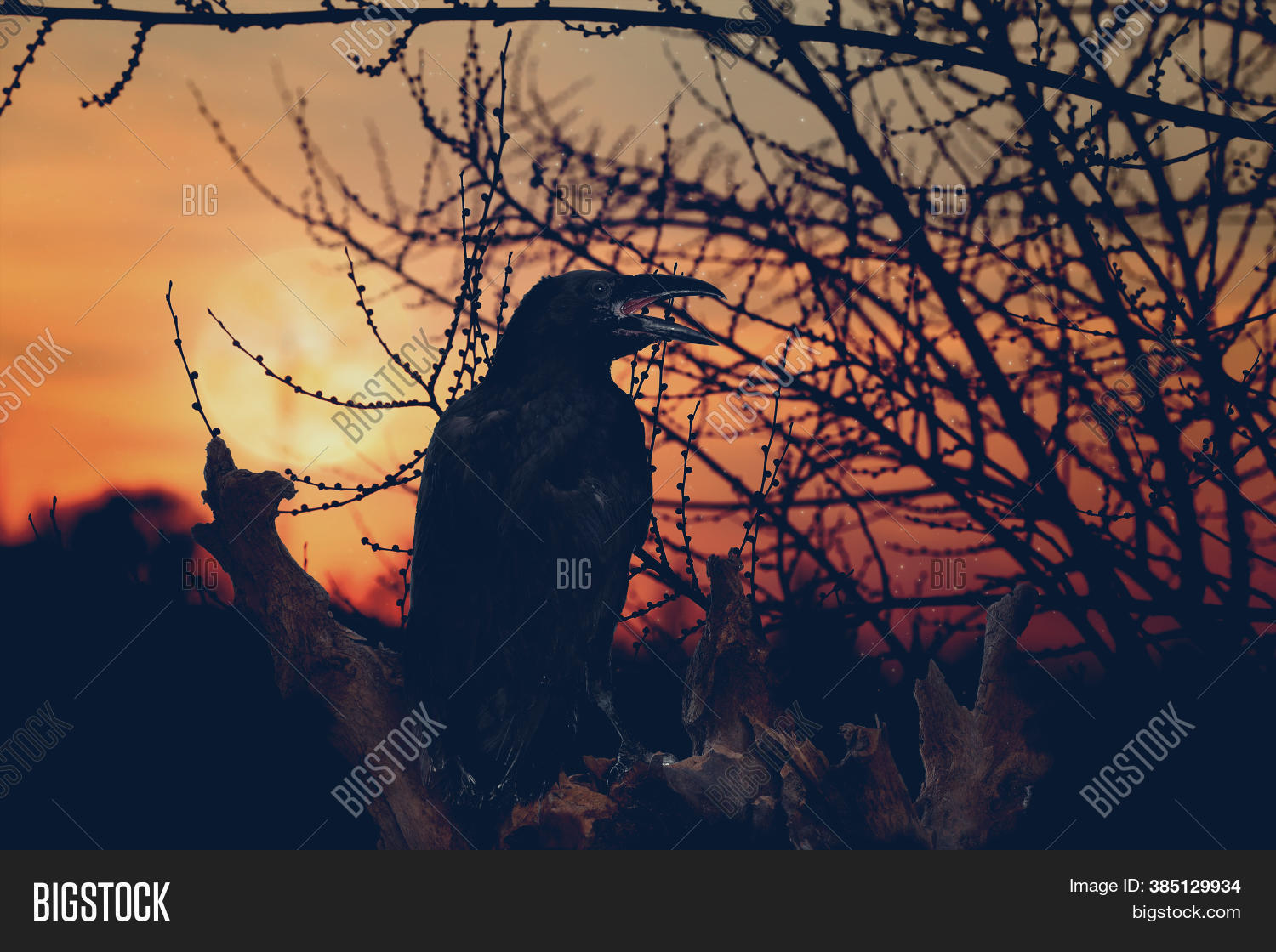 Creepy Black Crow Image & Photo (Free Trial) | Bigstock